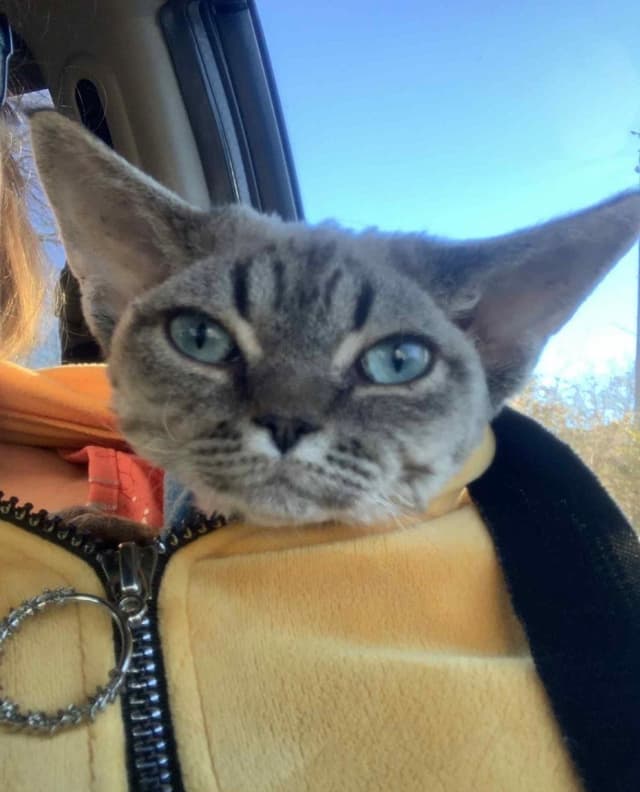 WG-Zimmer in Max-Bill-Platz, 8050 Zürich für 1400 CHF